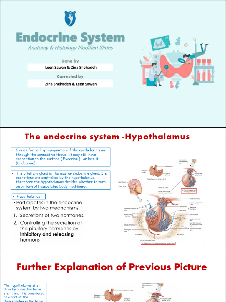 Lecture 1. Hypothalamus | PDF | Pituitary Gland | Endocrine System