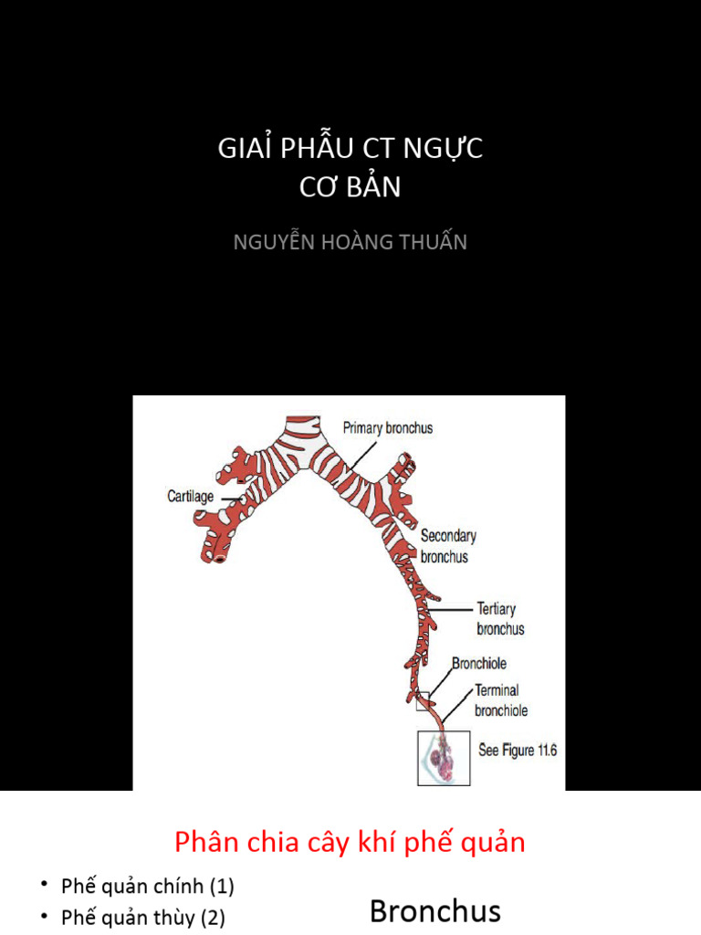 Giai Phau CT Nguc - SV - Unknown | PDF