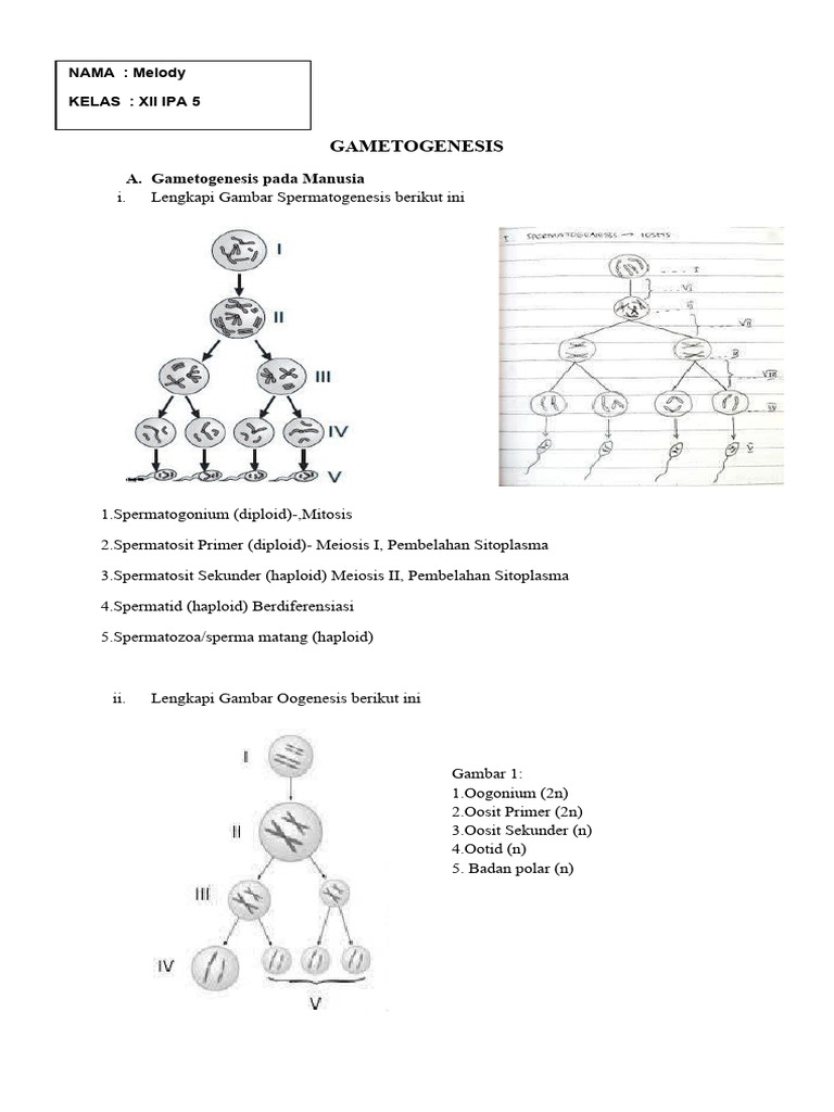 Proses Gametogenesis Manusia dan Tumbuhan | PDF
