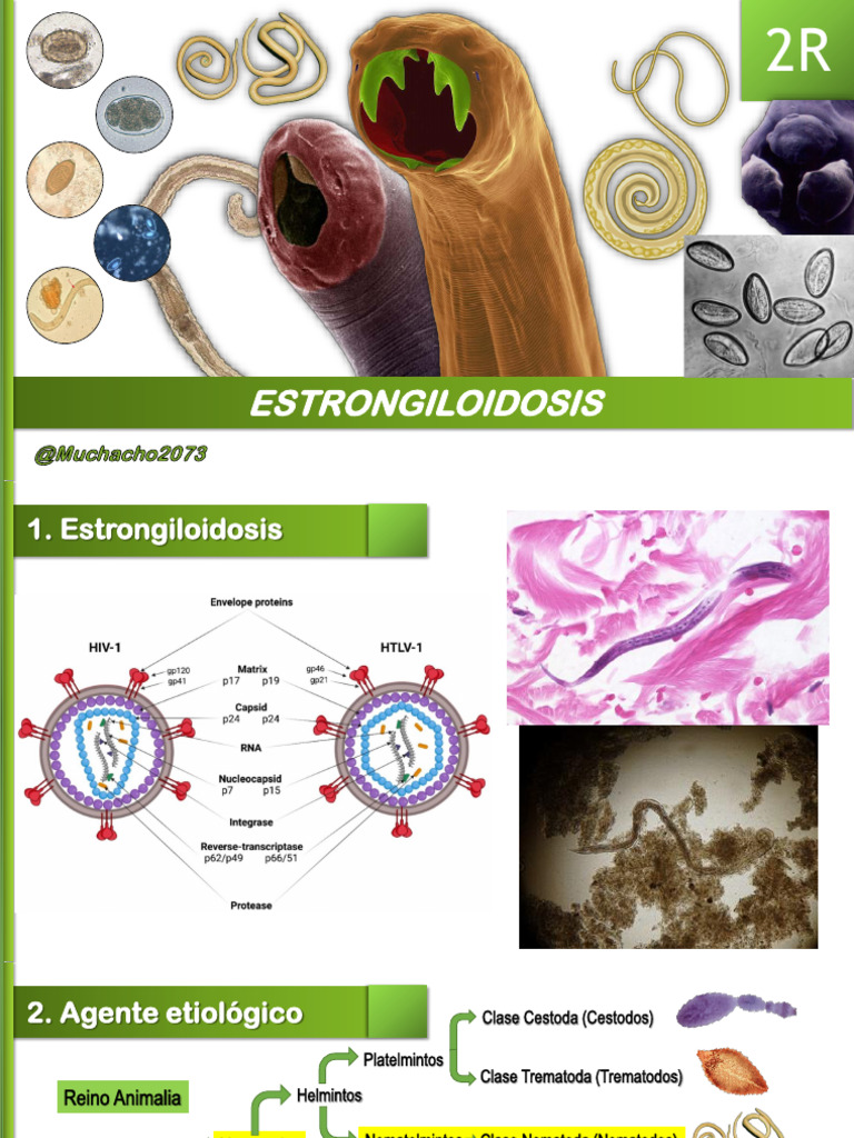 Estrongiloidosis: Agente y Ciclo Biológico | PDF | Causas de la muerte | Medicina