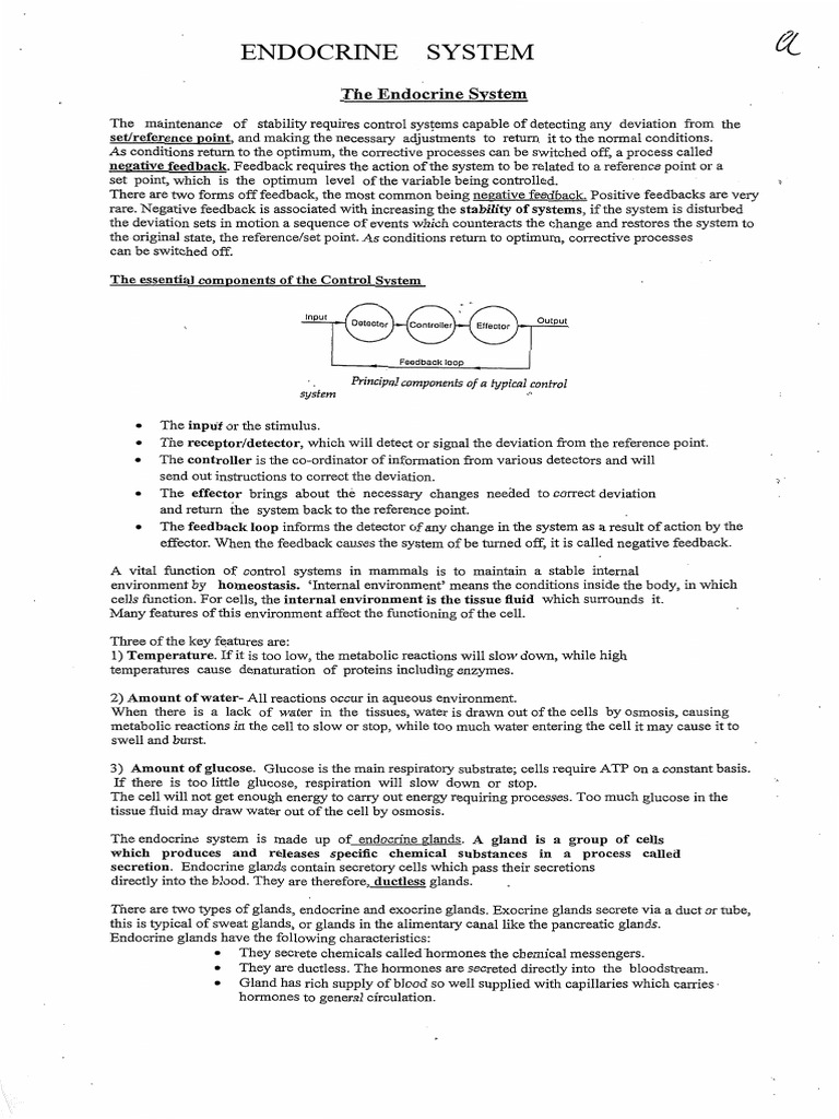 Endocrine System | PDF | Endocrine System | Thyroid