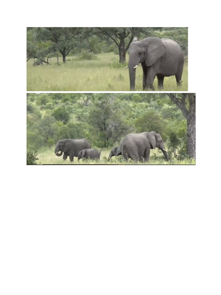 Beautiful Elephants | PDF