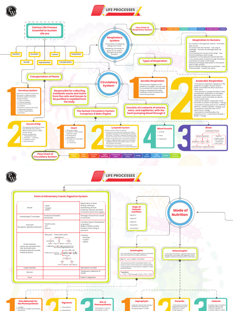 Life Processes 1 Pdf Respiratory System Digestion