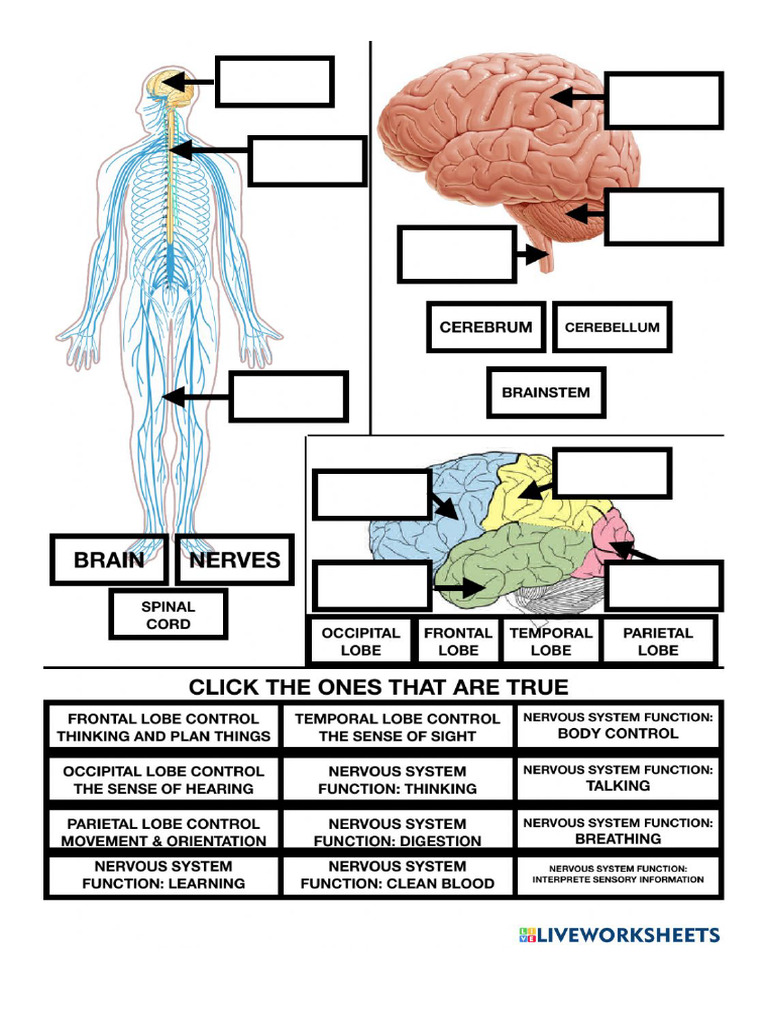 Nervous System Worksheet | PDF