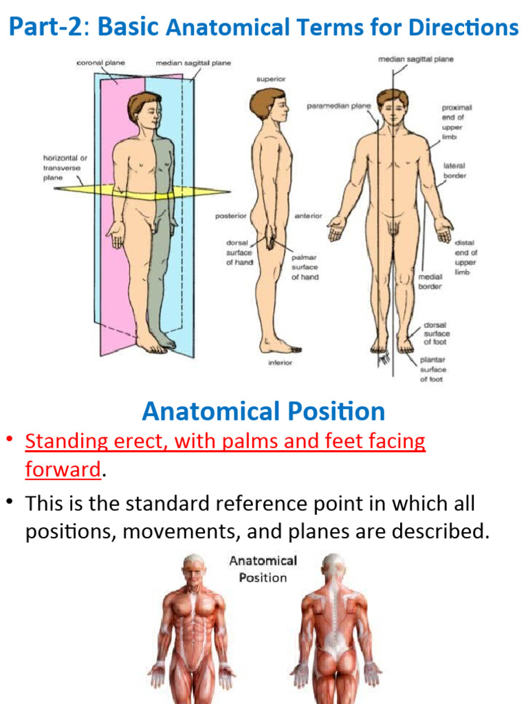 Part 2 - Basic Anatomical Terms for Directions and Body Cavities | PDF | Anatomical Terms Of ...