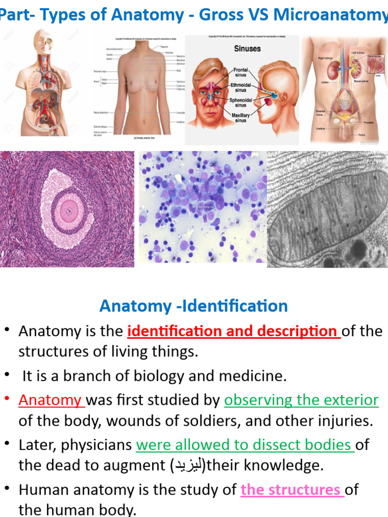 Part 1 - Types of Anatomy - Gross Vs Micro Anatomy | Download Free PDF ...