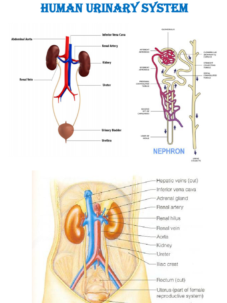 Part 9 - Human Urinary System Anatomy - Updated | PDF | Kidney ...