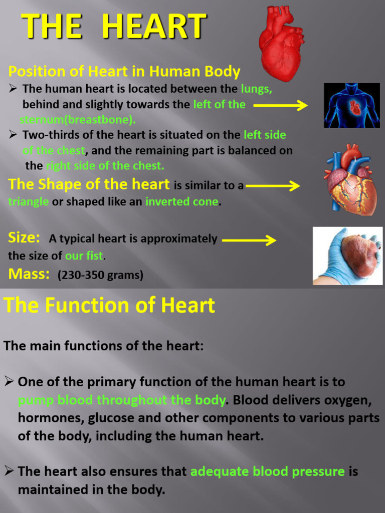 Blood Flow and Heart Structure | PDF | Heart Valve | Heart