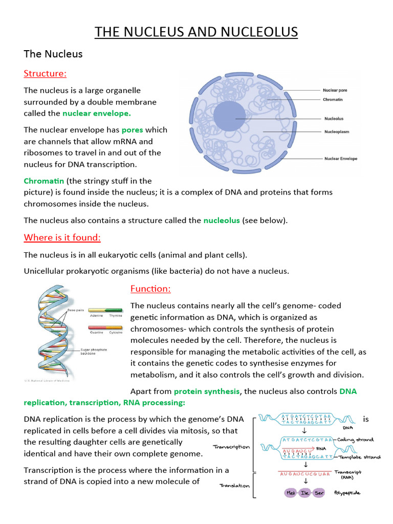 Nucleus and Nucleolus | PDF | Science & Mathematics