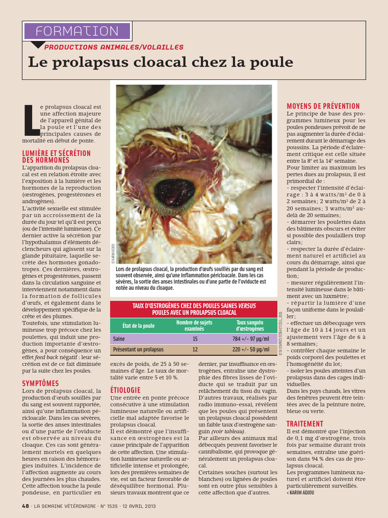Prolapsus cloacal chez la poule | PDF | Estrogène | Hormone