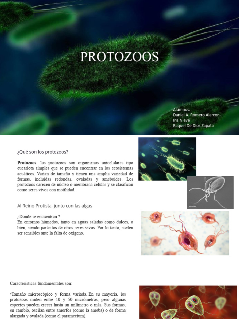 PROTOZOOS | PDF | Protozoos | Biología Celular)