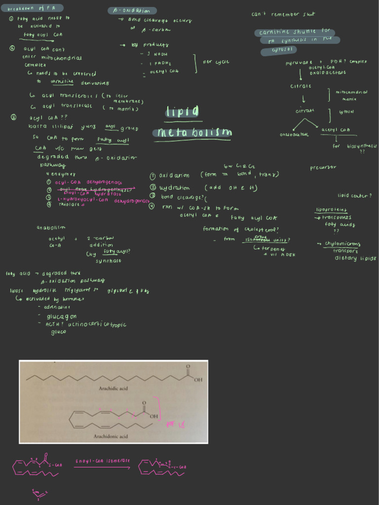 Lipid Metabolism | PDF | Fatty Acid | Lipid