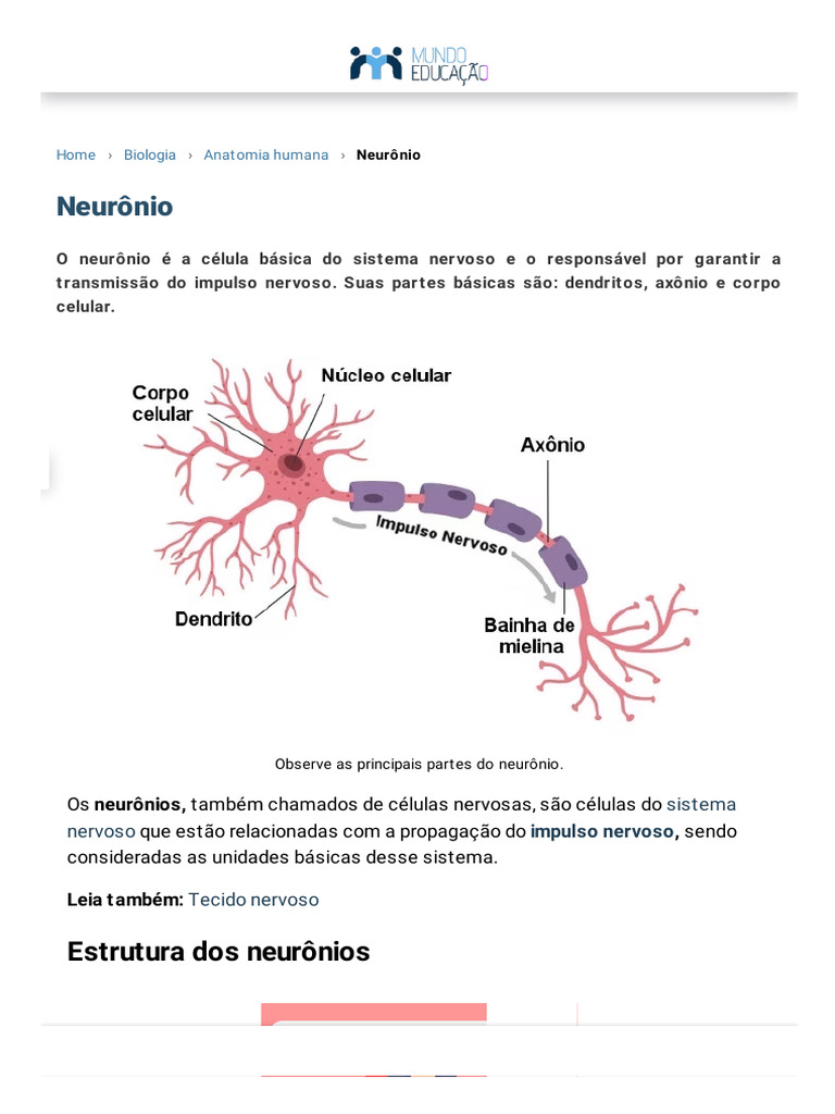 Neurônio - o Que É, Tipos, Função, Estrutura - Mundo Educação | PDF ...
