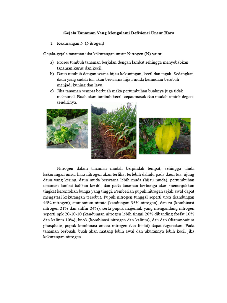 Tugas Kesuburan Tanah Defisiensi Unsur Hara Reza Aris - TPB - A | PDF