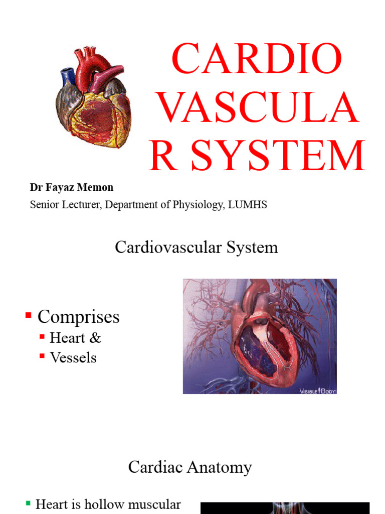 1 CVS Intro | PDF | Heart | Cardiac Muscle