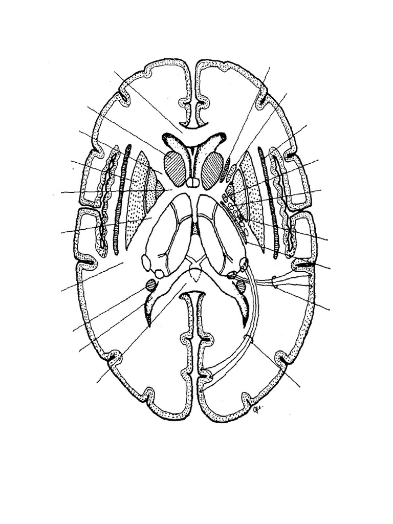Examen de ANATOMIA | PDF