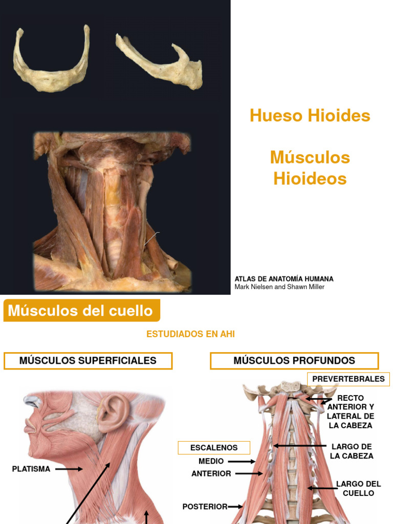 Tema 1.3. Hioides. Músculos hioideos | PDF | Laringe | Tejido suave