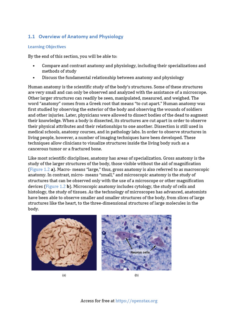 1 1 Overview of Anatomy and Physiology | Download Free PDF | Anatomy ...
