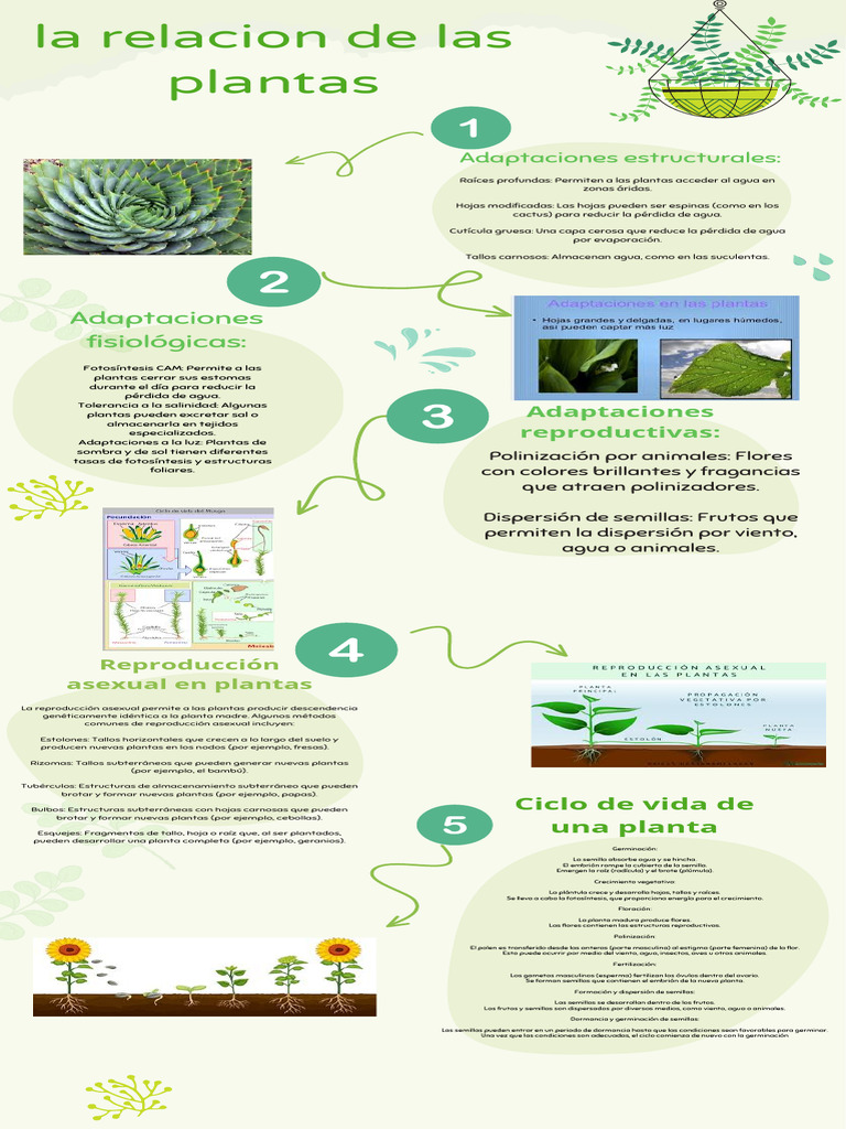 Infografía Consejos para Cuidar A Tus Plantas Ilustrado Verde | PDF ...