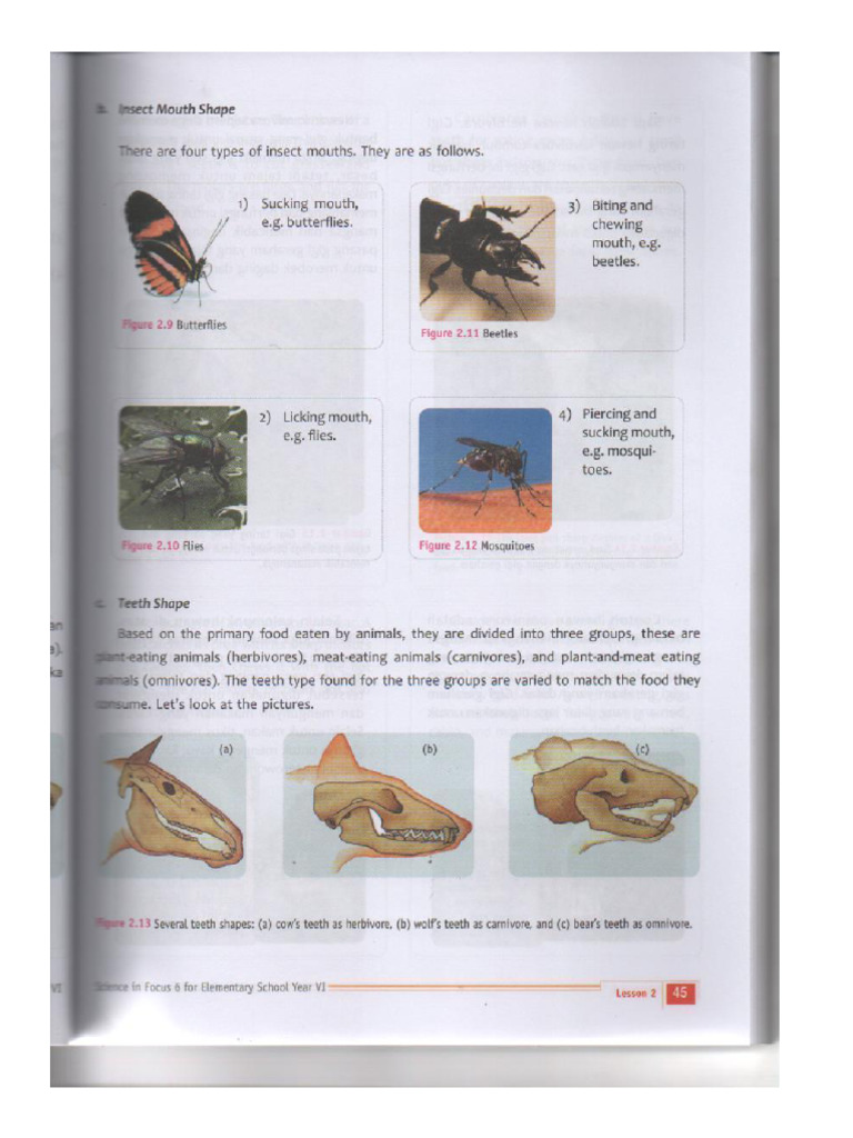 Insect Mouth Shapes | PDF