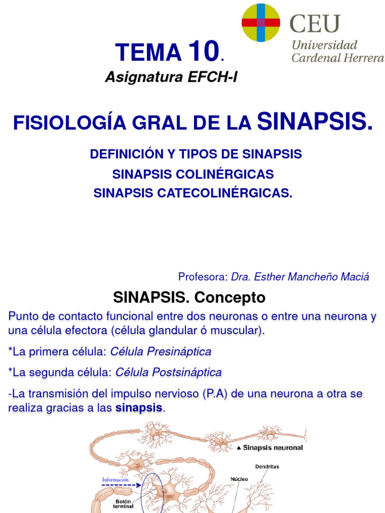 Tema 10 SINAPSIS PDF | Descargar gratis PDF | Sinapsis | Sinapsis química
