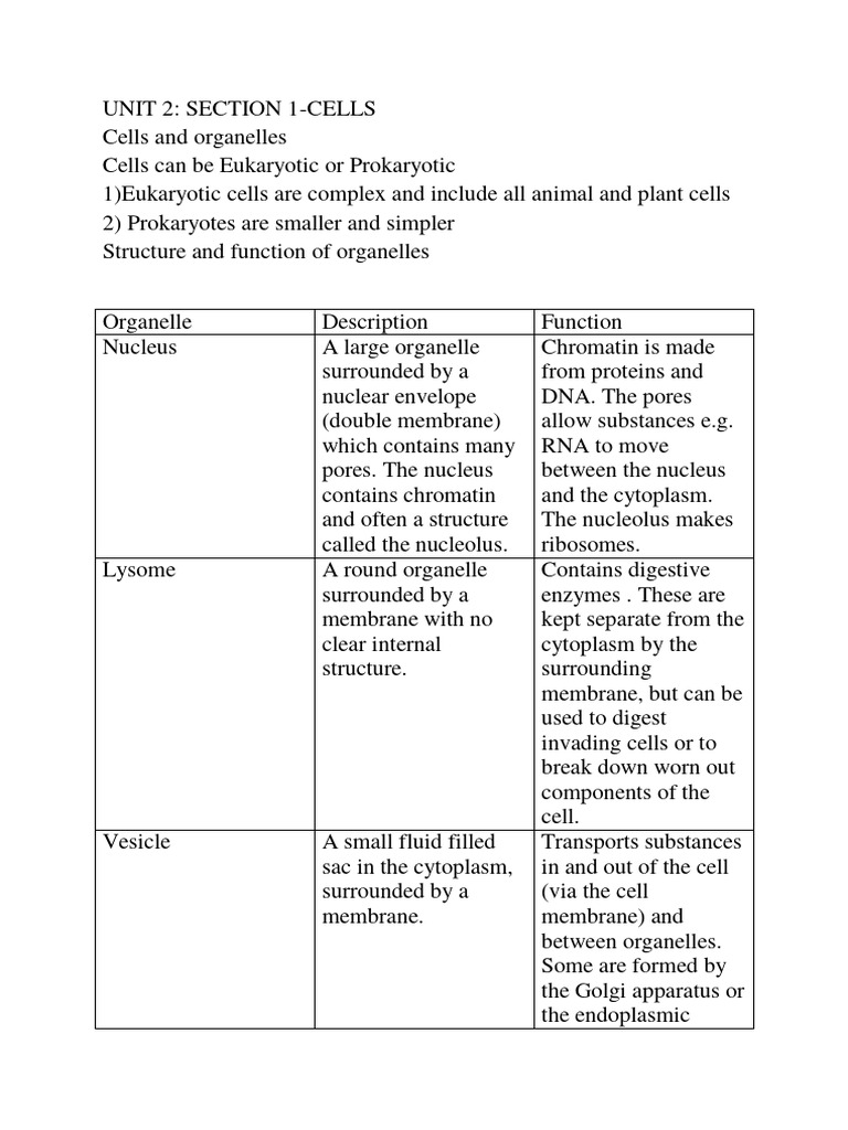 Understanding Cells and Organelles | PDF | Endoplasmic Reticulum | Mitosis