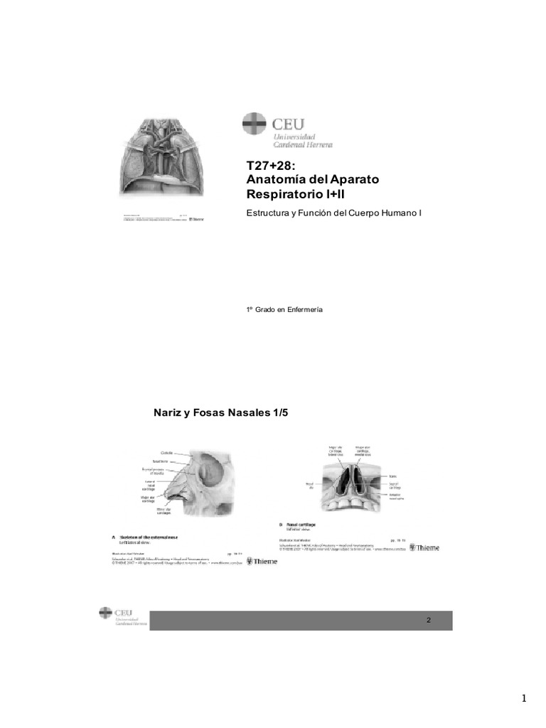 EFCH-I-T27+28 Anatomía Del Aparato Respiratorio | PDF