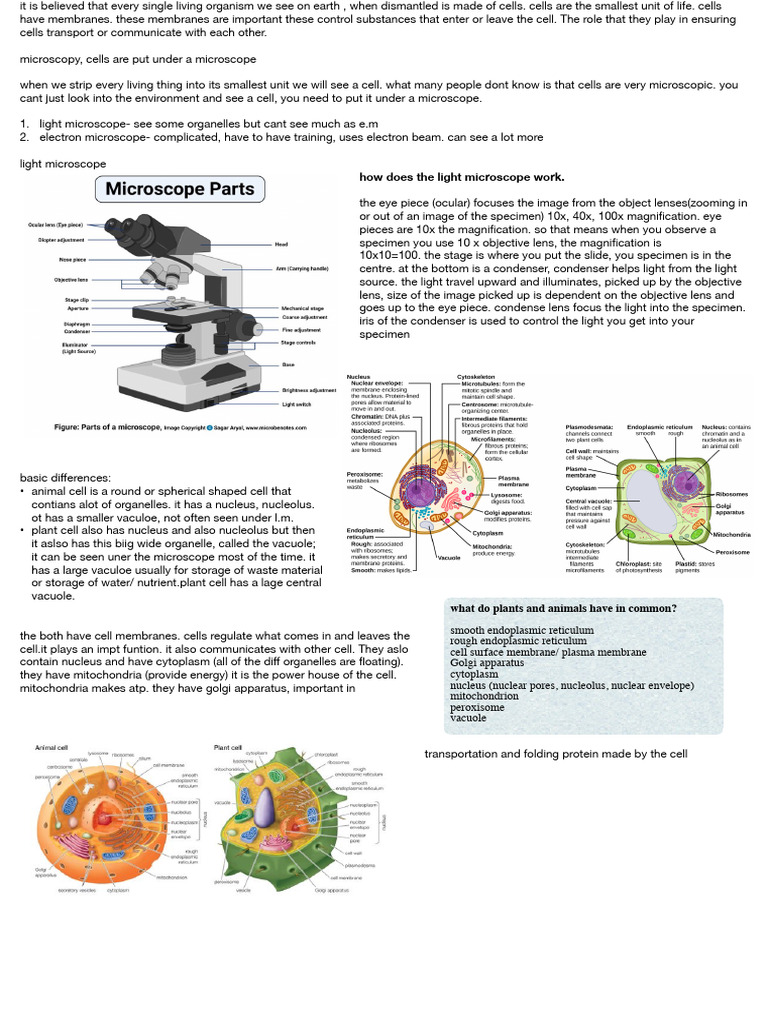 Cell Biology and Micros | PDF | Microscope | Vacuole