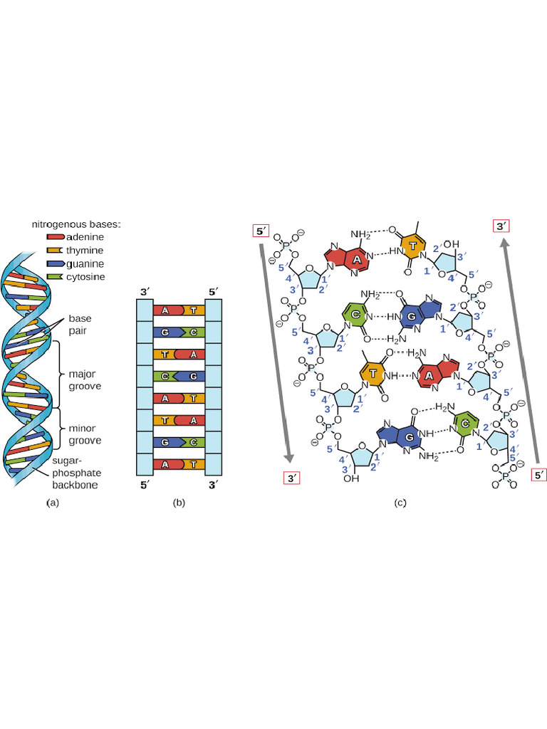 DNA Structure | PDF