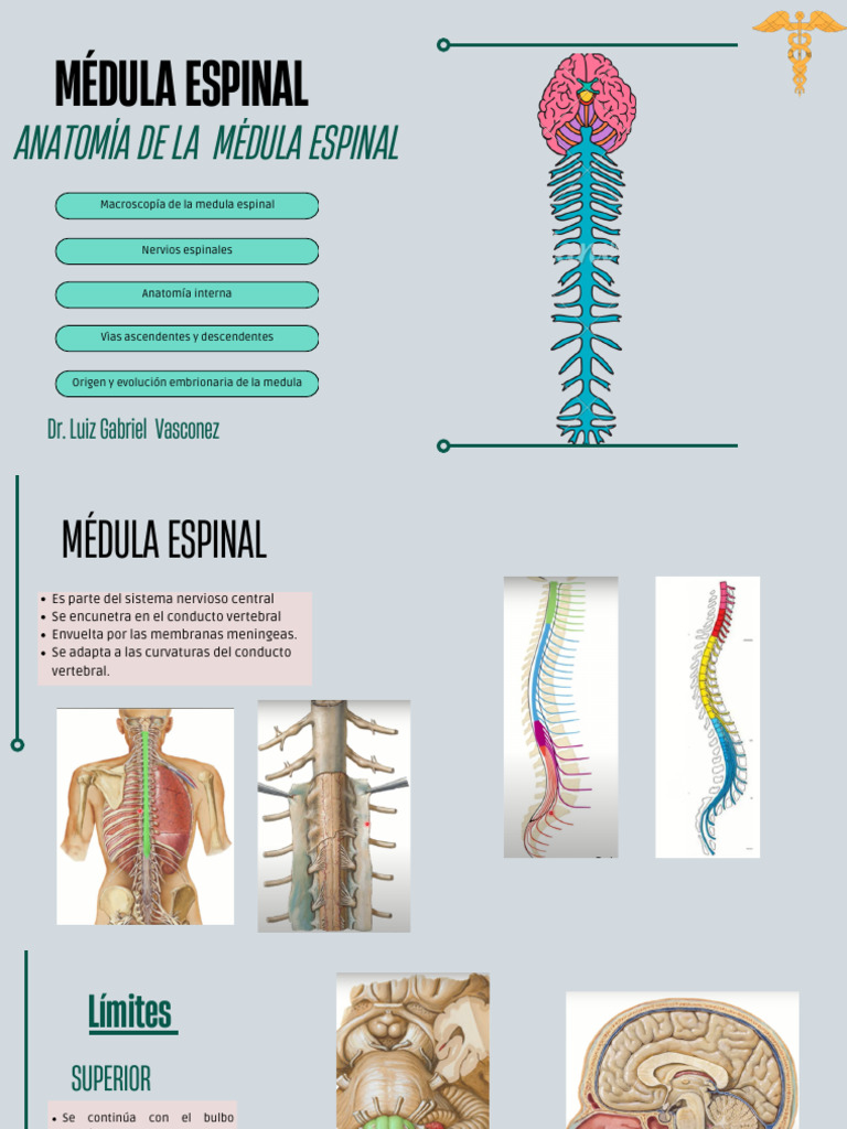 Médula Espinal | PDF | Médula espinal | Sistema nervioso