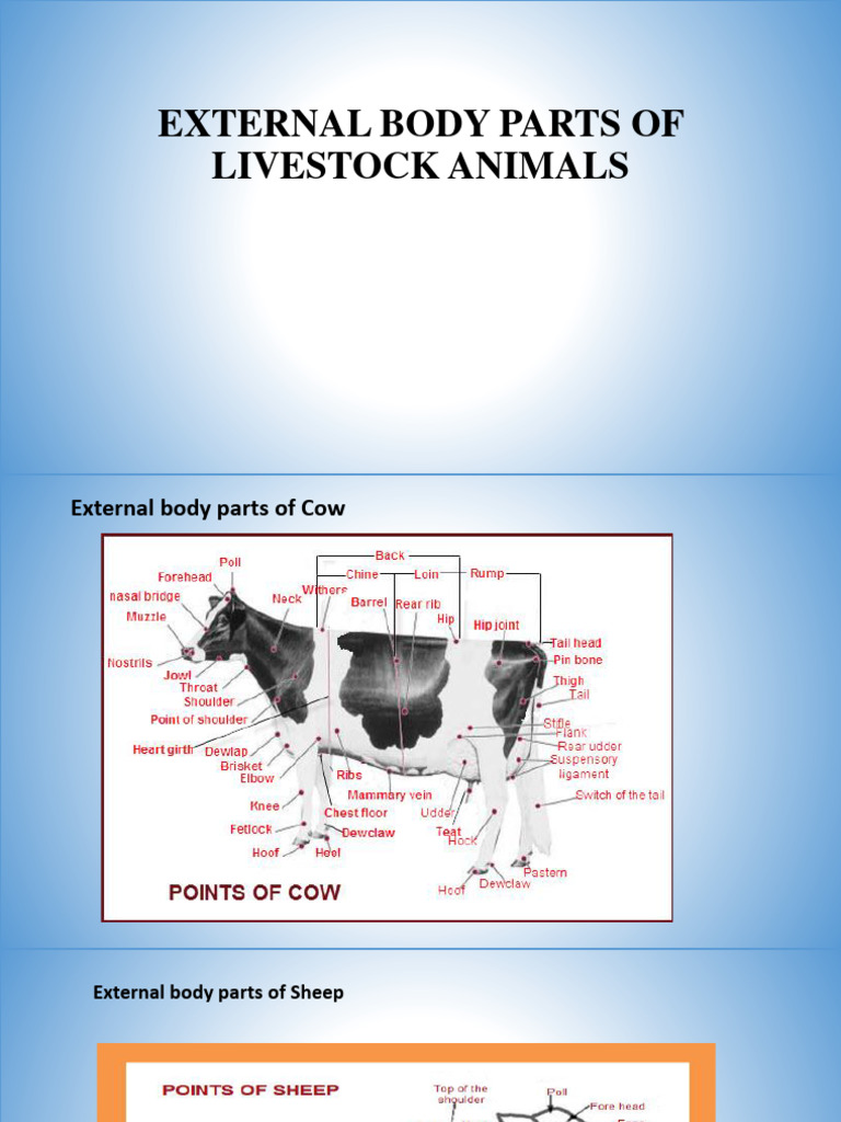 1. External Body Parts | PDF | Shoulder | Arm