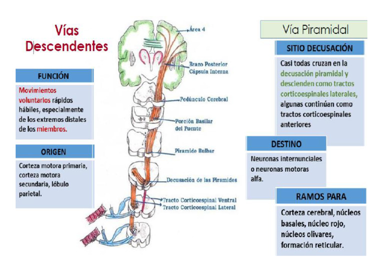 Vias Descendente - Via Piramidal | PDF