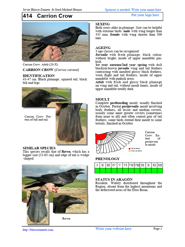 Corvus Corone E | PDF | Holarctic Birds | Ornithology