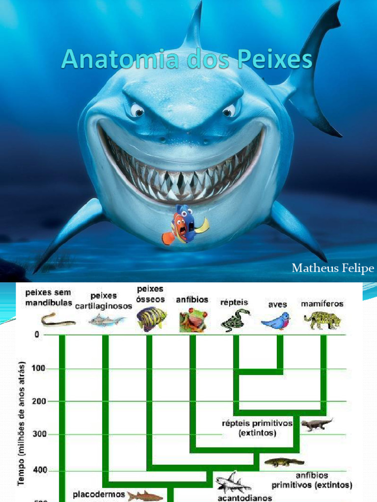 Anatomia Dos Peixes | PDF | Sistema digestivo humano | Peixes