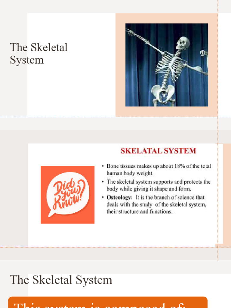The Skeletal System | PDF