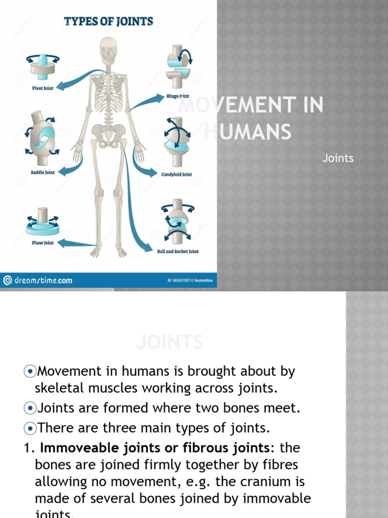 Joints | PDF | Elbow | Joint