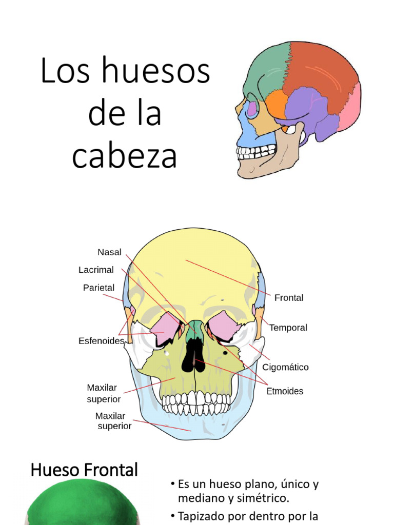 Huesos Planos de la Cabeza | PDF | Cráneo | Cabeza y cuello humanos