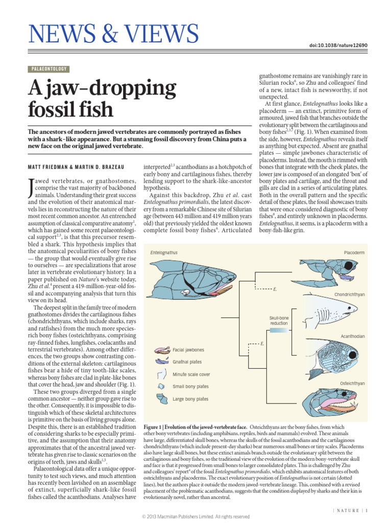 Friedman and Brazeau 2013 A Jaw-Dropping Fossil Fish | PDF | Fish