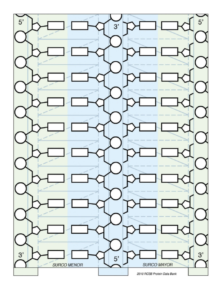 Taller Origami Del Adn A Las Proteinas | PDF