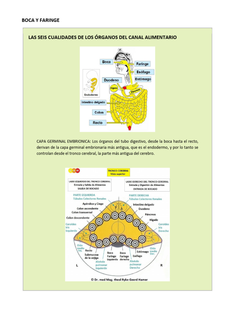 Boca y Faringe | PDF | Sistema digestivo humano | Digestión
