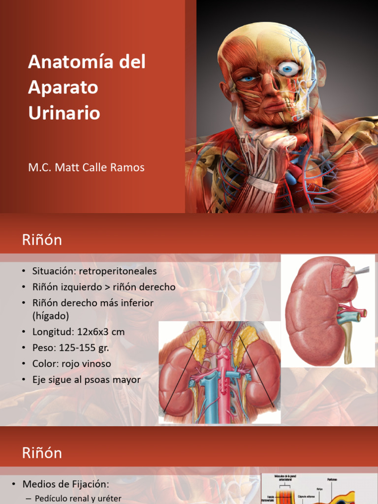 Anatomía Del Aparato Excretor | PDF | Riñón | Abdomen