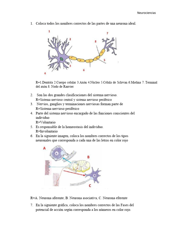 NEUROCIENCIAS | PDF | Sistema nervioso | Neurona