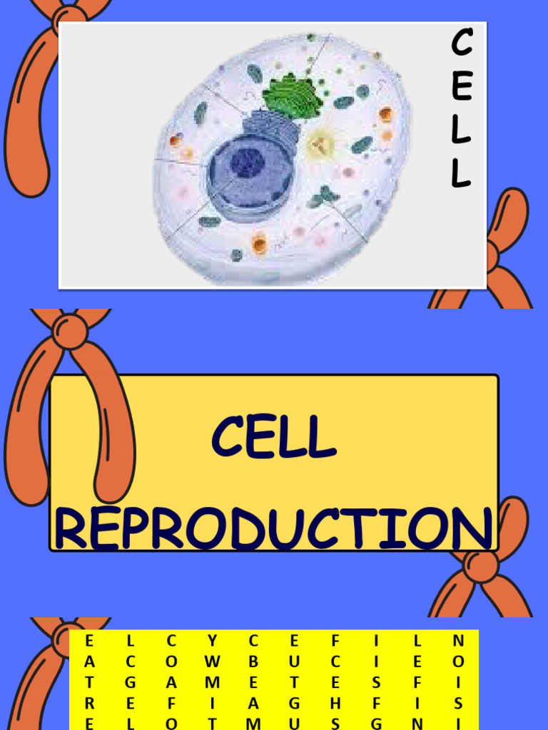 Ppt-Cell Reproduction | PDF | Mitosis | Cell Anatomy
