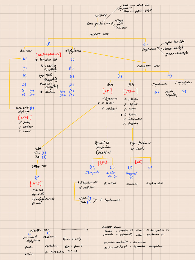 Bacte Notes - 231028 - 074454 | PDF