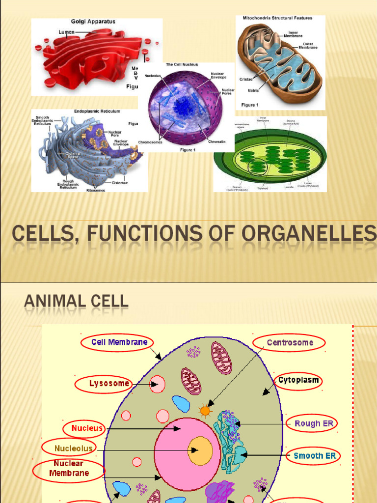 Cells Functions of Organelles | PDF | Cell (Biology) | Endoplasmic ...