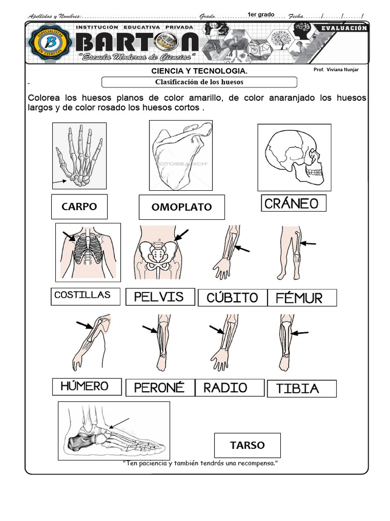 Ficha 4 Clasificación de Los huesos-1BIM | PDF