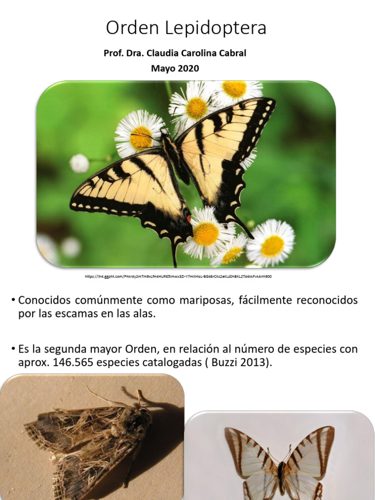 Características del Orden Lepidoptera | PDF | Lepidópteros | Insectos