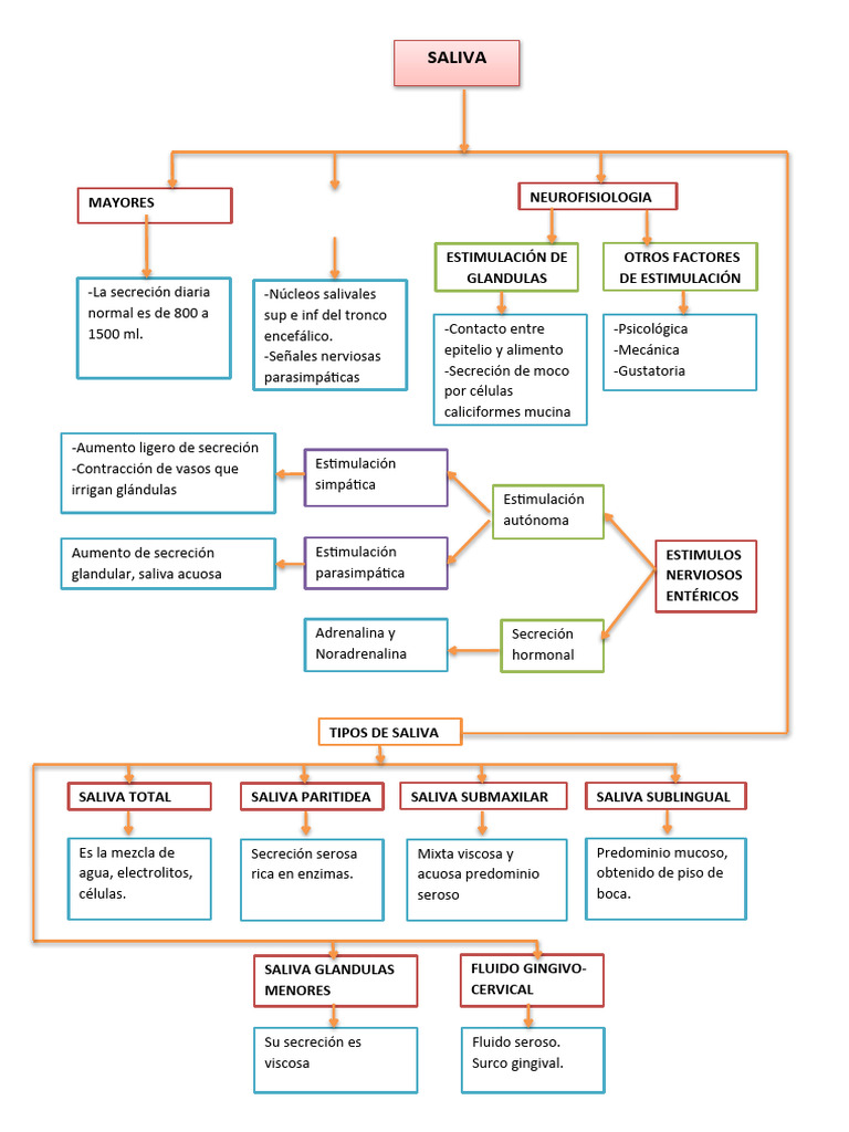 Tipos y funciones de la saliva | PDF | Saliva | Biología