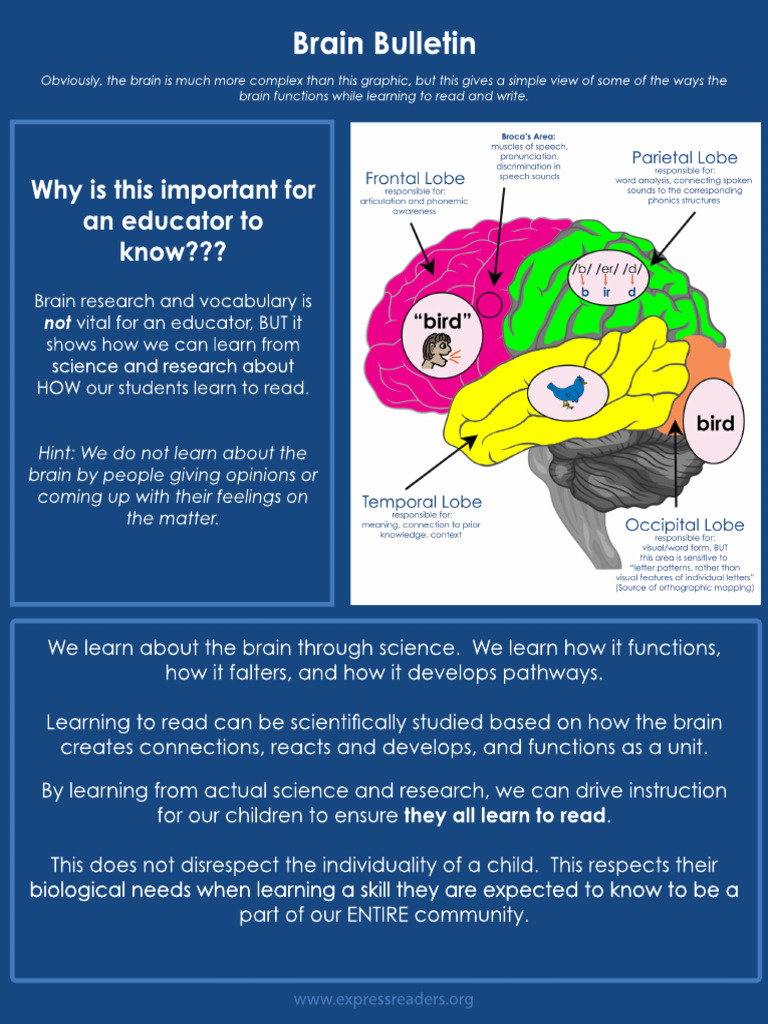 Brain Bulletin | PDF