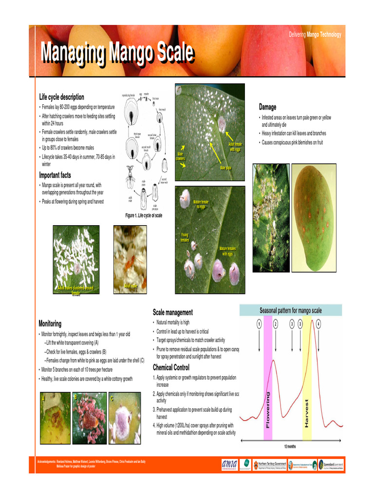Mango Scale Management Poster | PDF | Pruning | Insects